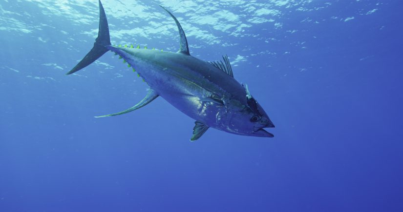 Local Knowledge Fishing in Fiji | Namotu Island Fiji